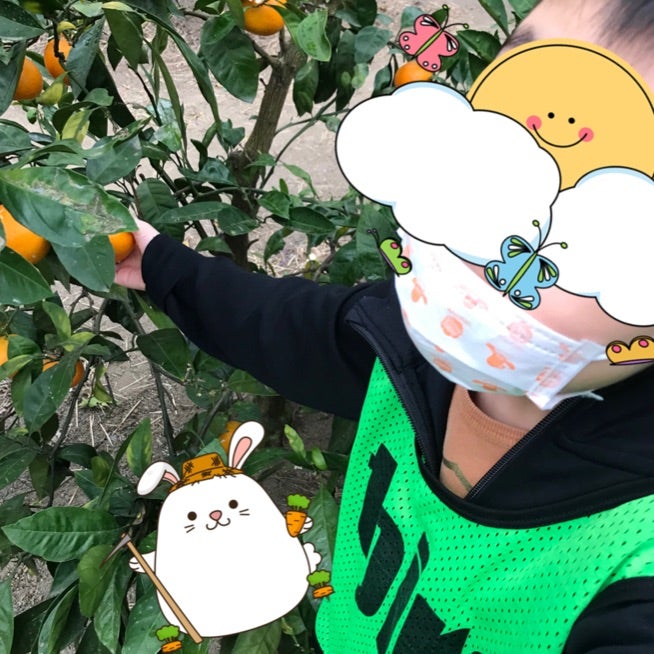 11月13日(日)toiro大津☆みかん狩り | 神奈川県指定事業者toiro